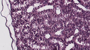 Filter Manager: Conservative Smoothing Filter :: Microscopes Intl.